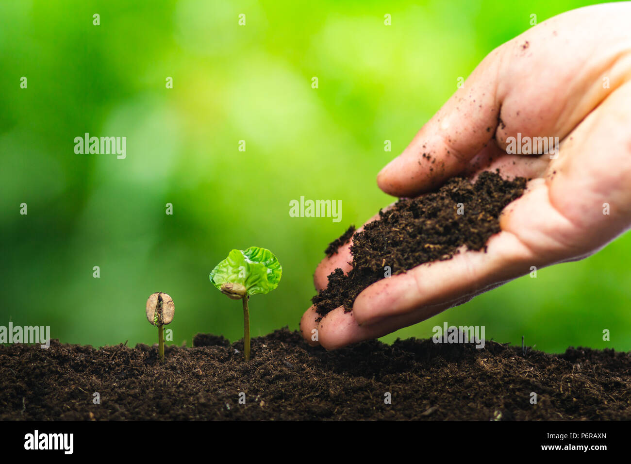 coffee seedling in nature plant a tree concept Stock Photo - Alamy
