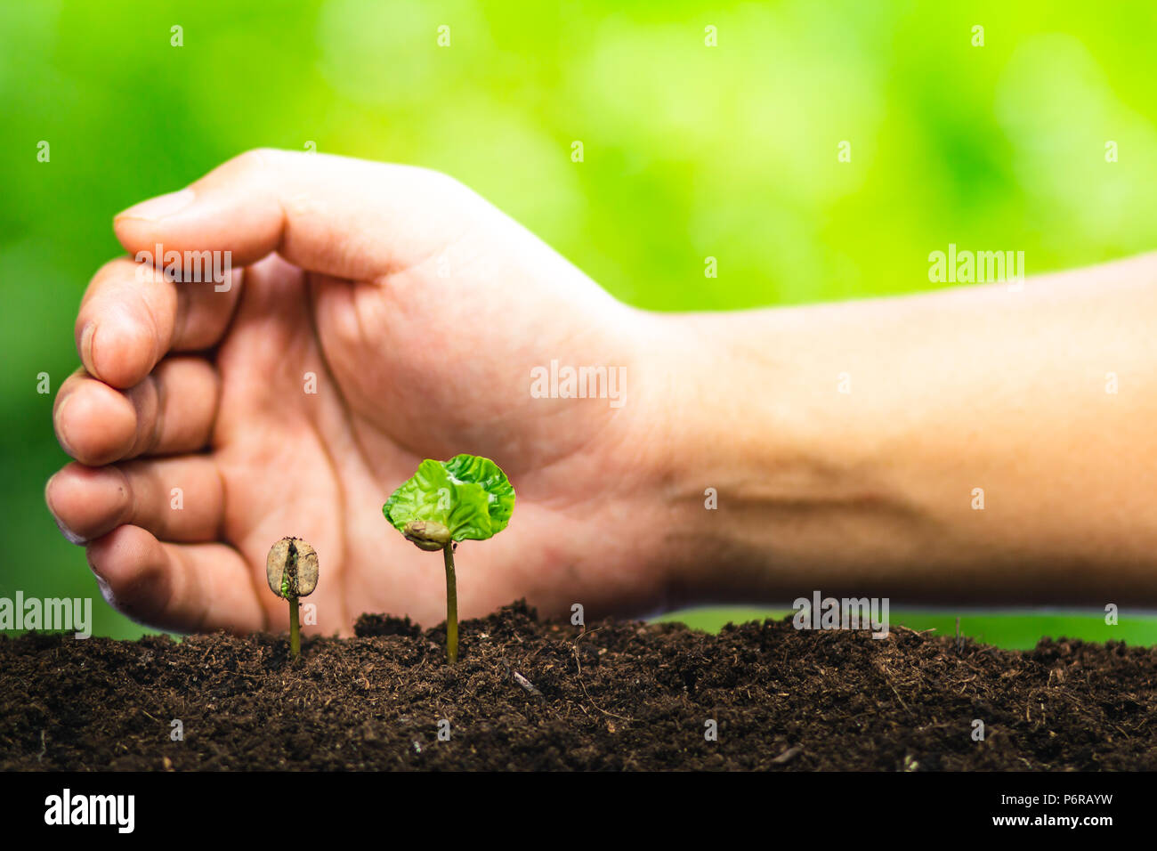 coffee seedling in nature plant a tree concept Stock Photo - Alamy