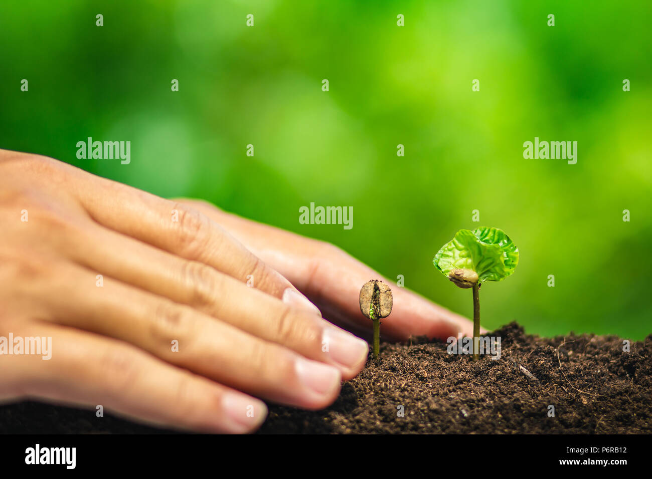 coffee seedling in nature plant a tree concept Stock Photo - Alamy