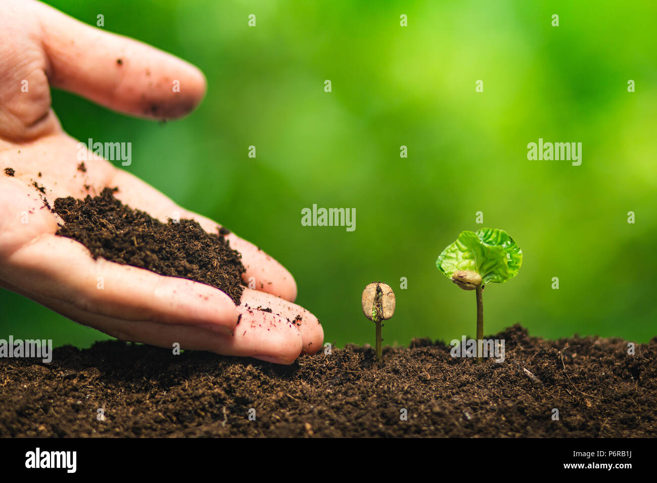coffee seedling in nature plant a tree concept Stock Photo - Alamy