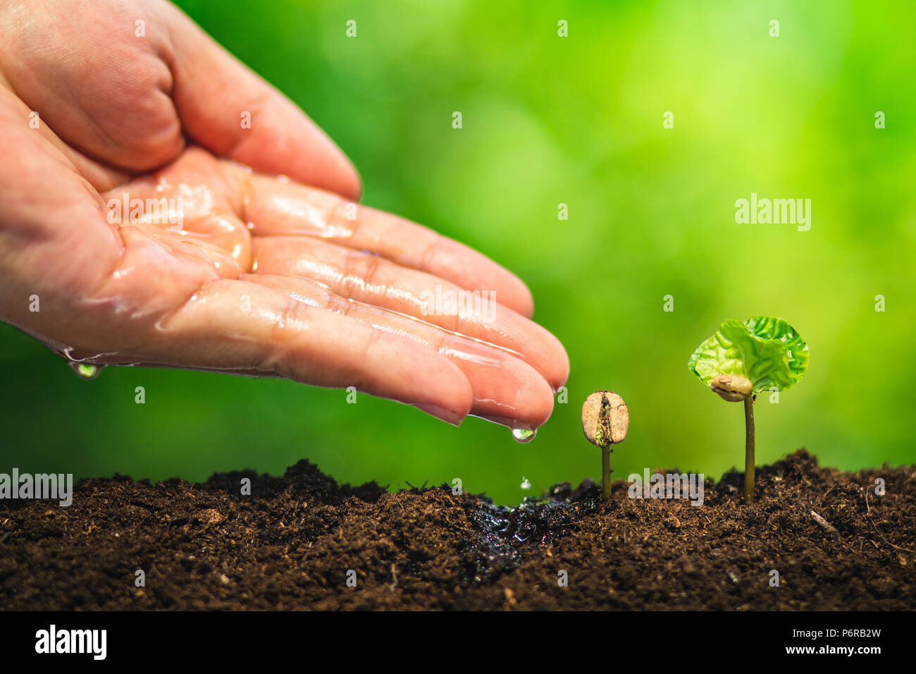 coffee seedling in nature plant a tree concept Stock Photo - Alamy