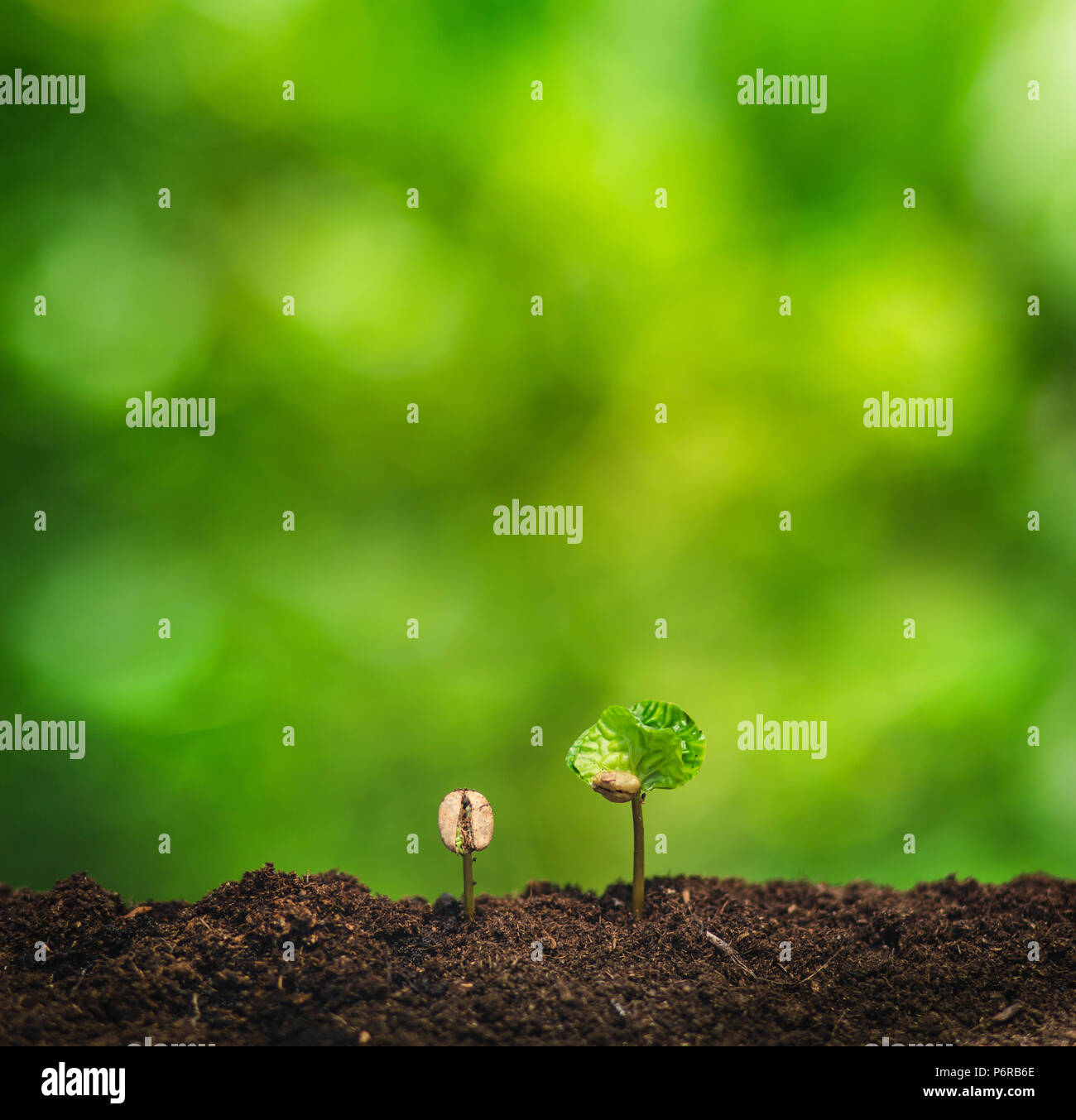 coffee seedling in nature plant a tree concept Stock Photo - Alamy