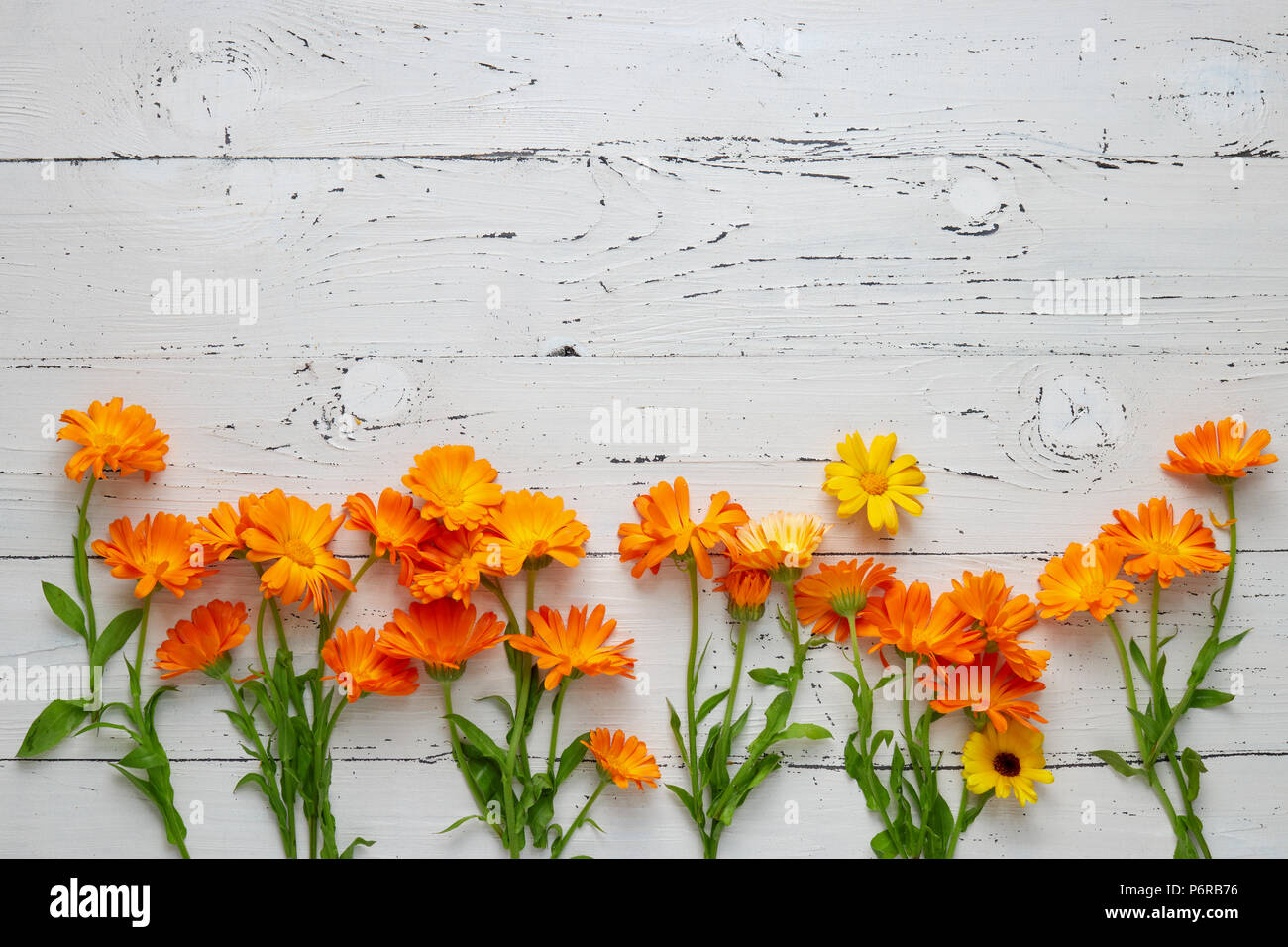 Pot Marigold (Calendula officinalis) on white table Stock Photo - Alamy