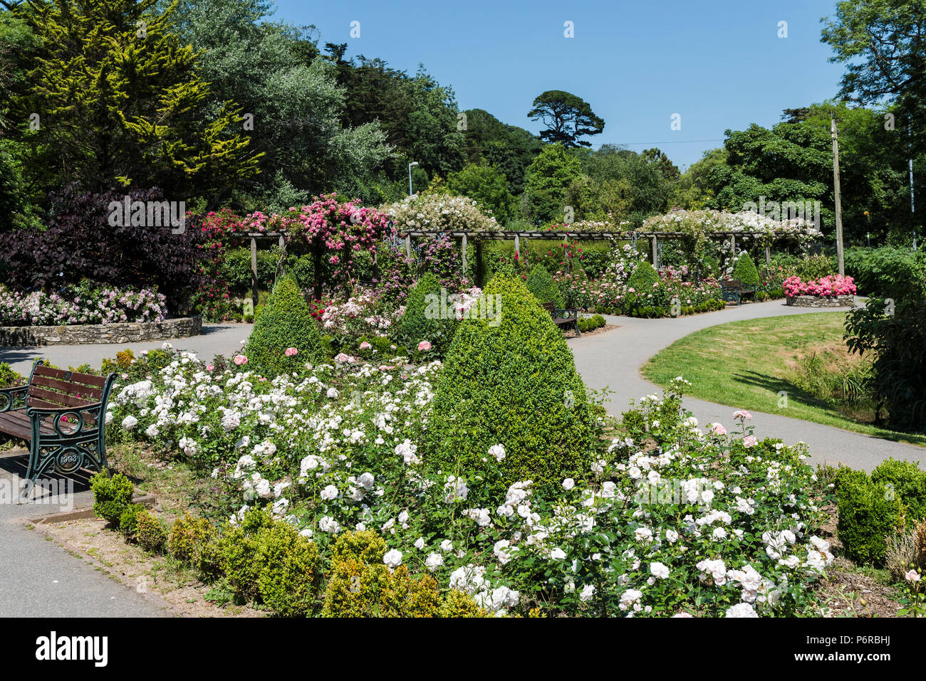 Roses in full bloom in the award winning Rose Garden in Trenance Park ...