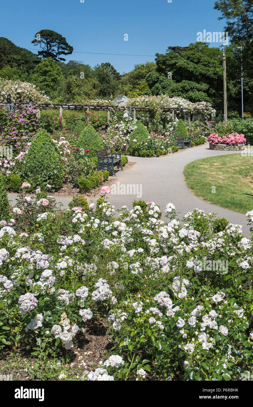 Roses; Full bloom; Award winning Rose Garden in Trenance Park in ...