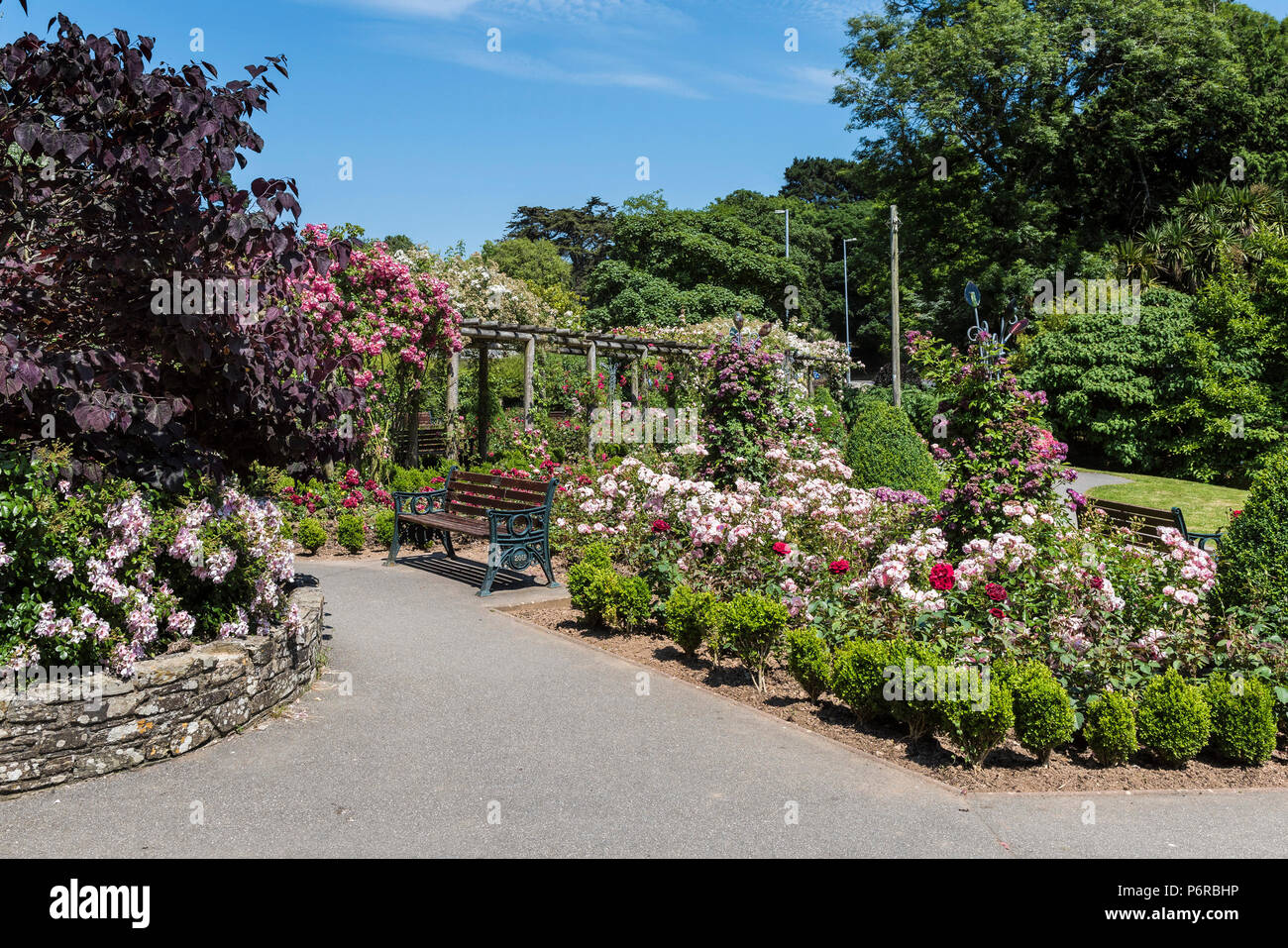 Roses in full bloom in the award winning Rose Garden in Trenance Park ...