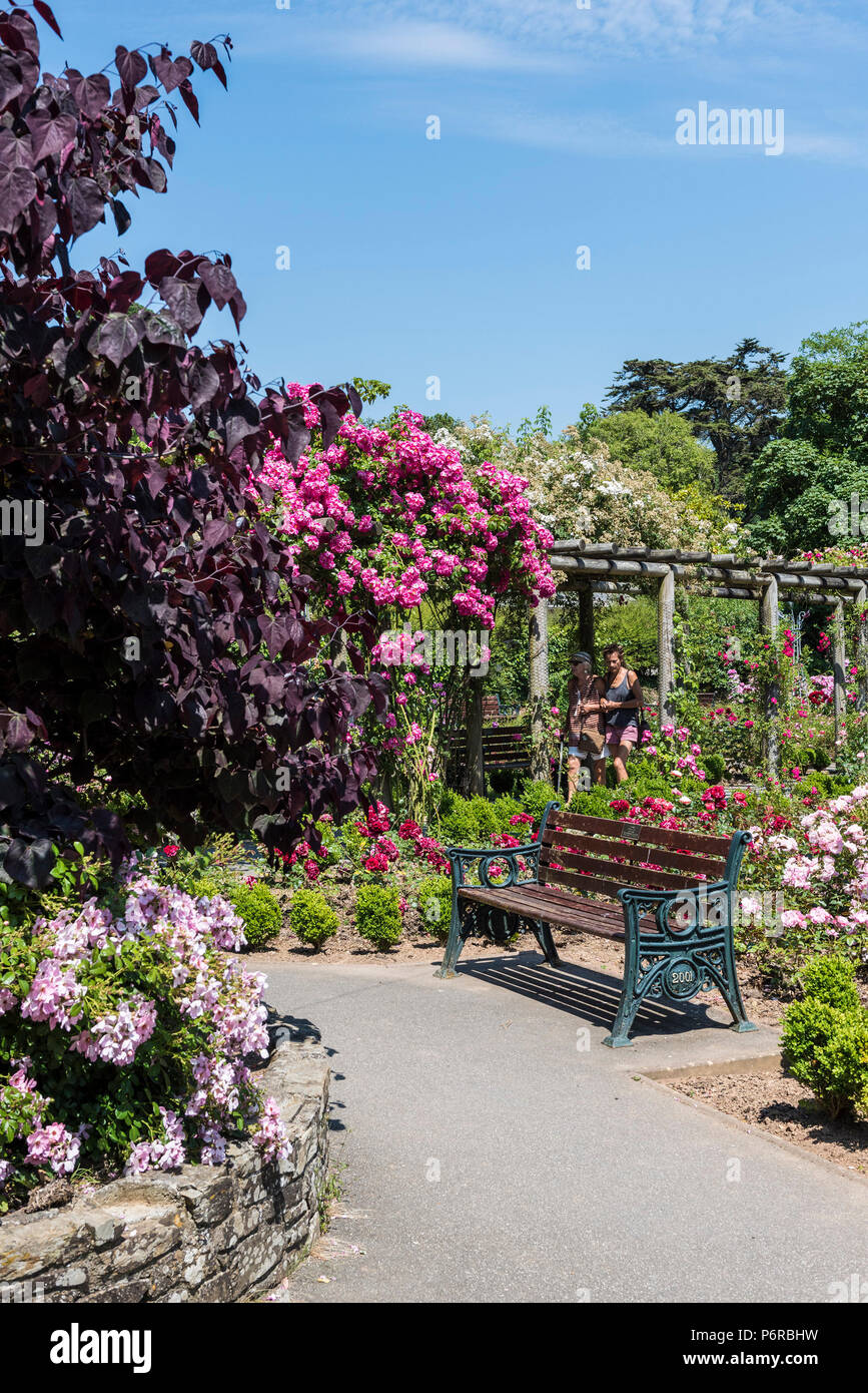 Roses in full bloom in the award winning Rose Garden in Trenance Park ...