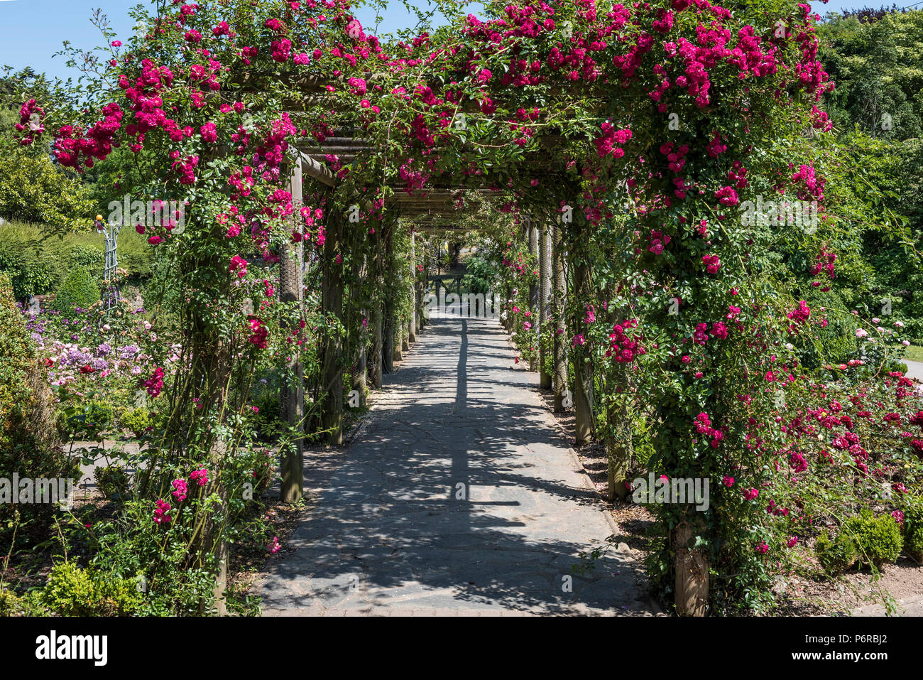 A pergola covered in climbing roses in the award winning Rose Garden in ...