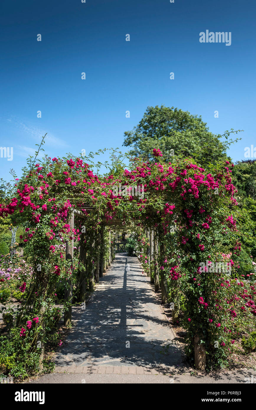A pergola covered in climbing roses in the award winning Rose Garden in ...