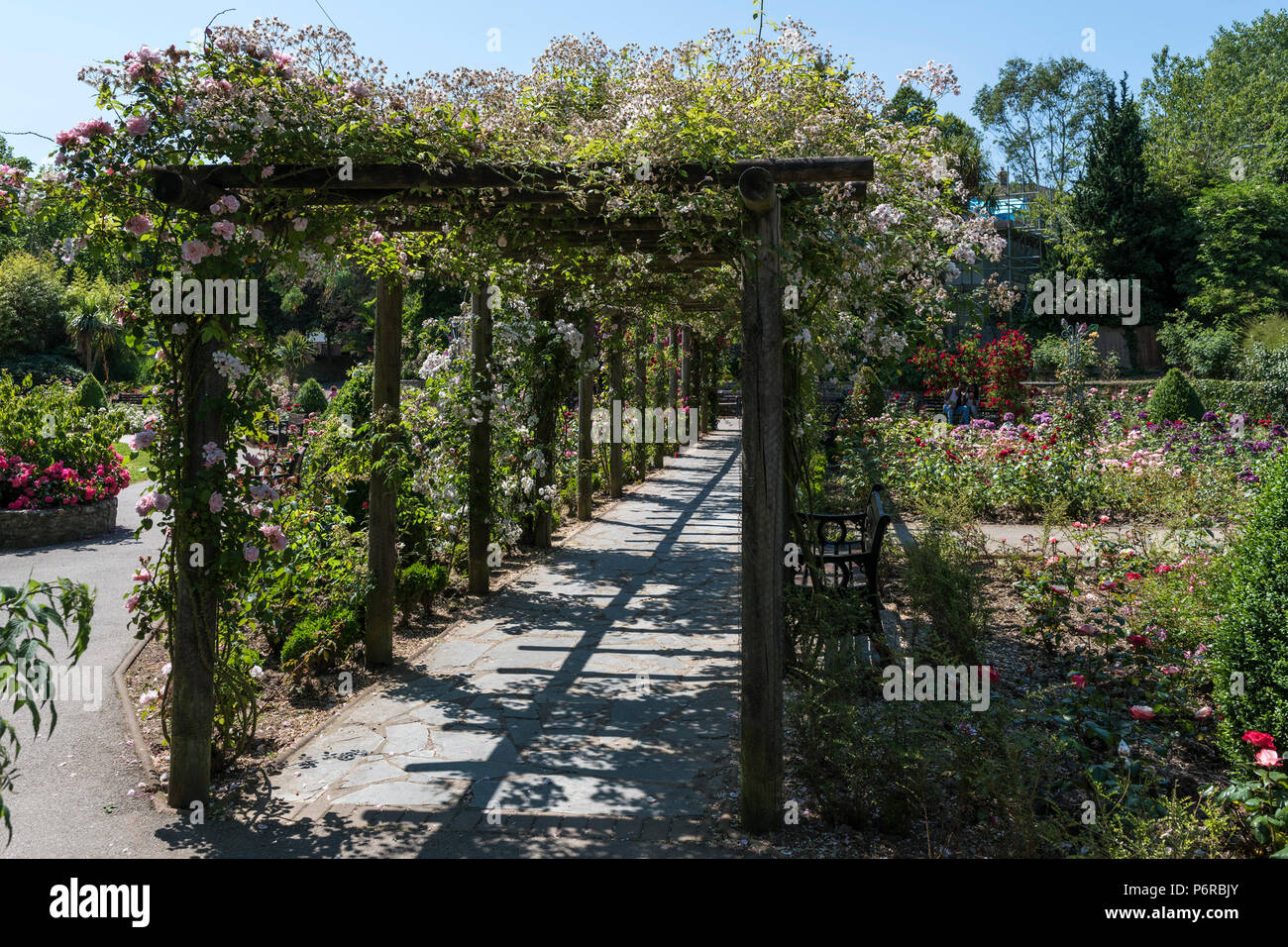 A pergola covered in climbing roses in the award winning Rose Garden in ...