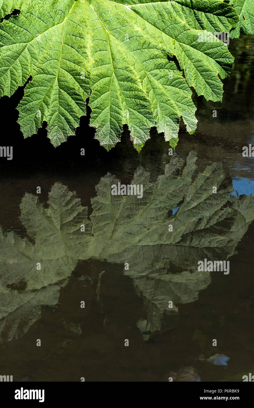 Gunnera plant hi-res stock photography and images - Alamy