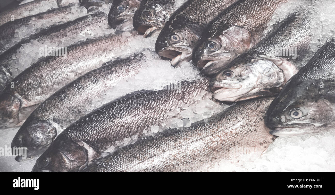fresh salmon trout (bulltrout; seatrout Stock Photo - Alamy