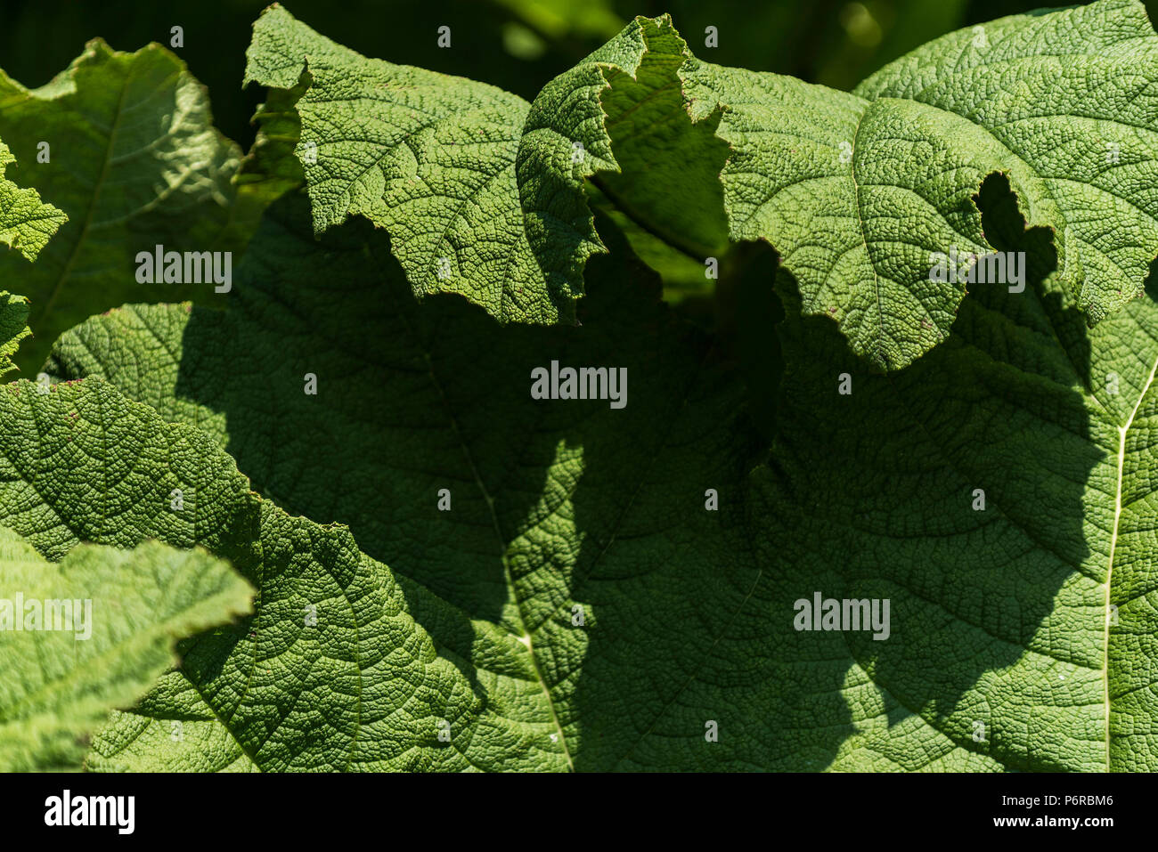 Large gunnera leaves hi-res stock photography and images - Alamy