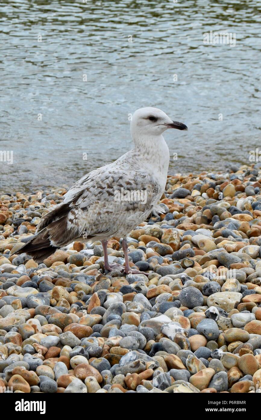 Young seagull on pebbled beach, Brighton, UK Stock Photo - Alamy