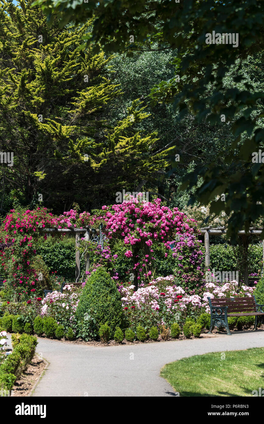 A pergola covered in climbing roses in the award winning Rose Garden in ...