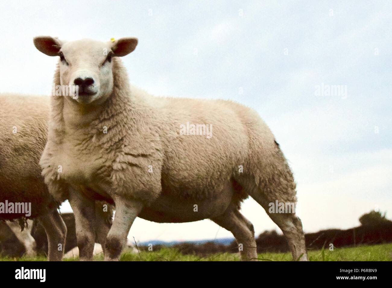 Welsh sheep hi-res stock photography and images - Alamy