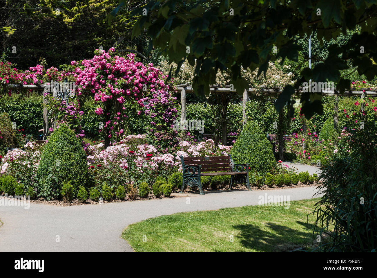 A pergola covered in climbing roses in the award winning Rose Garden in ...