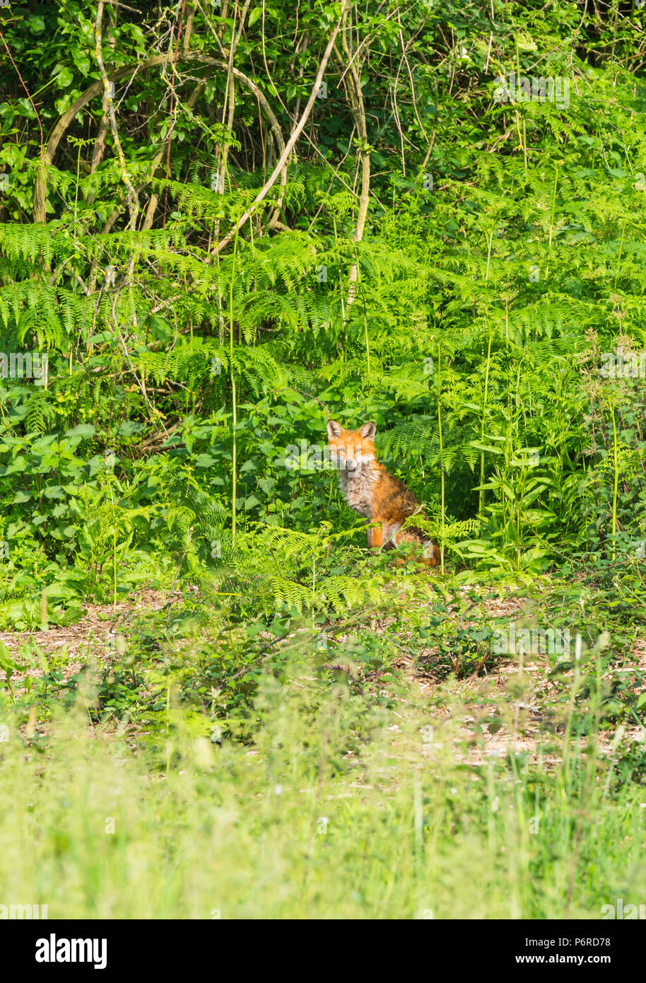 Fox uk countryside hi-res stock photography and images - Alamy