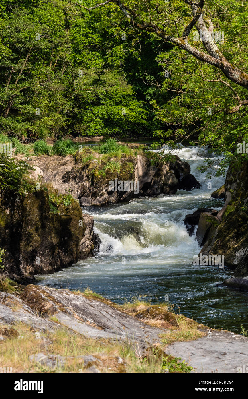 Cenarth Falls Salmon Stock Photos & Cenarth Falls Salmon Stock Images ...