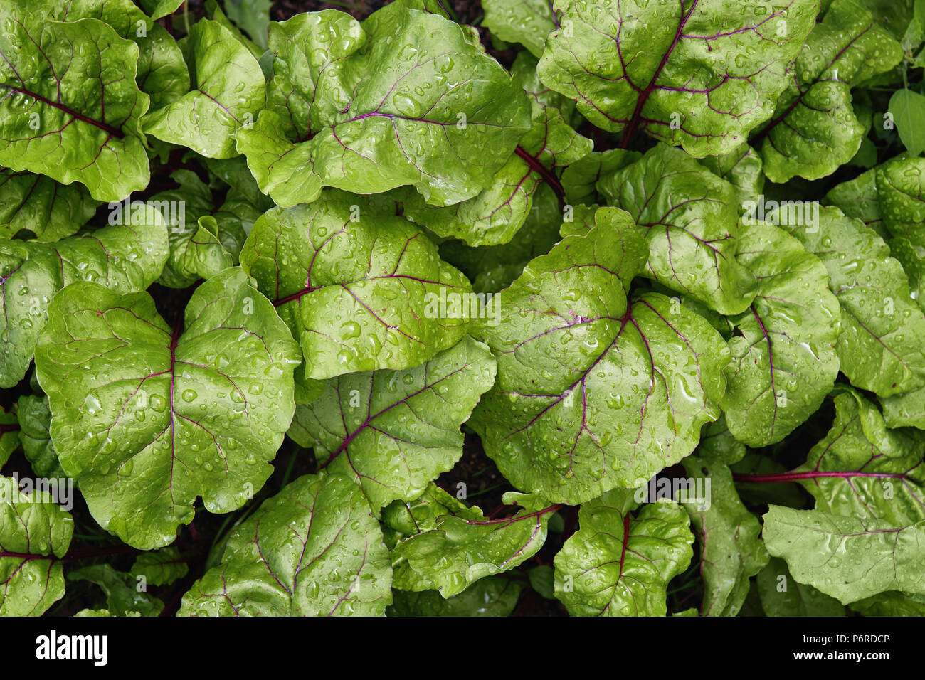 Beetroot Growing Ground High Resolution Stock Photography and Images ...