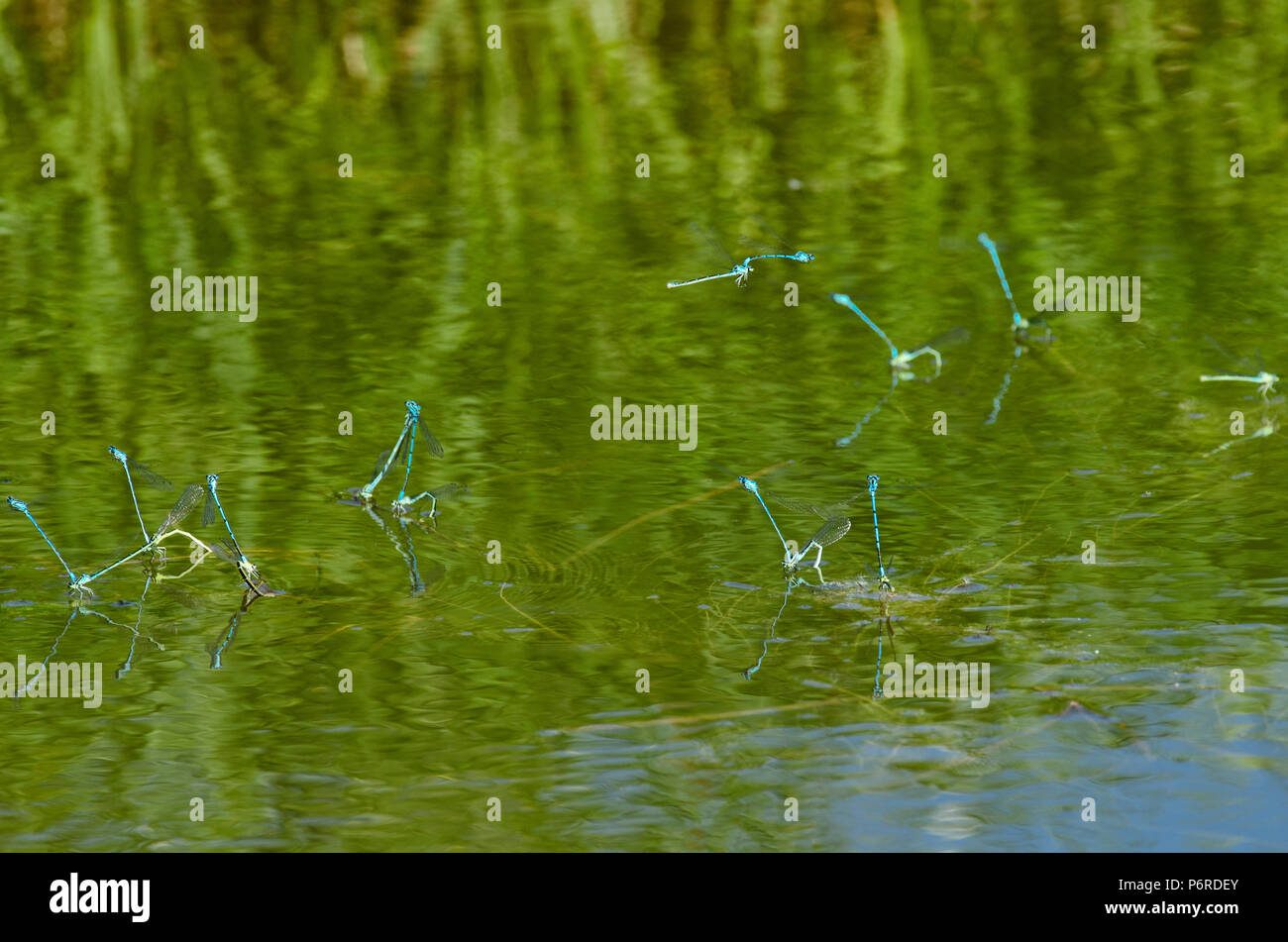 Mating season of dragonflies species blue damselfly on the background ...