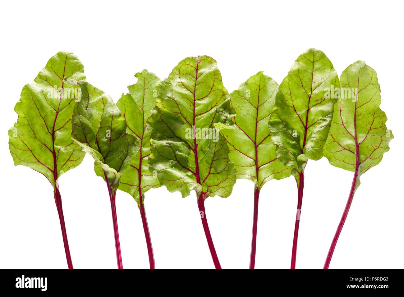 Organic fresh chard plant hi-res stock photography and images - Alamy