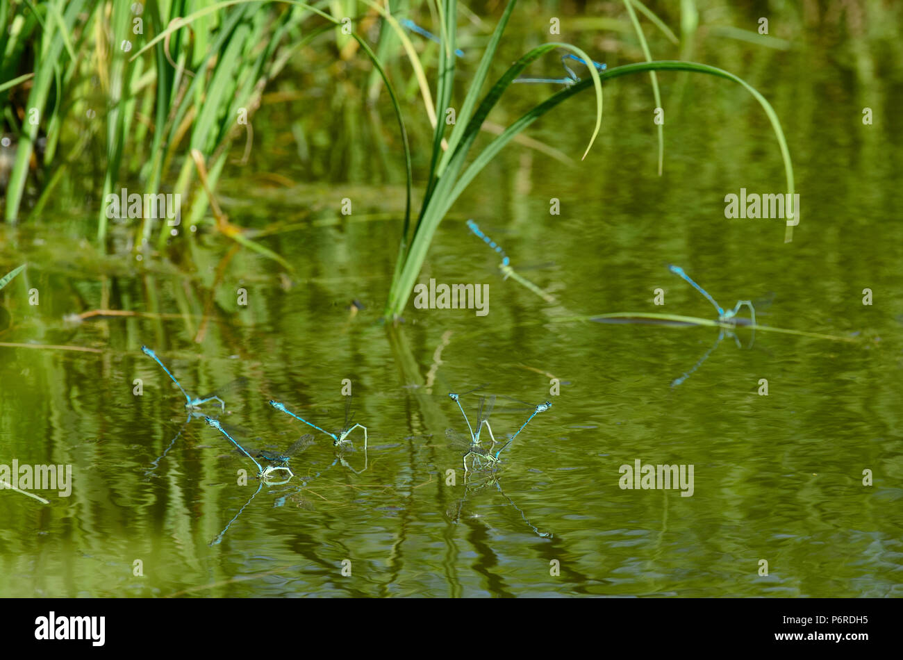 Breeding season of dragonflies species blue damselfly on the surface of ...
