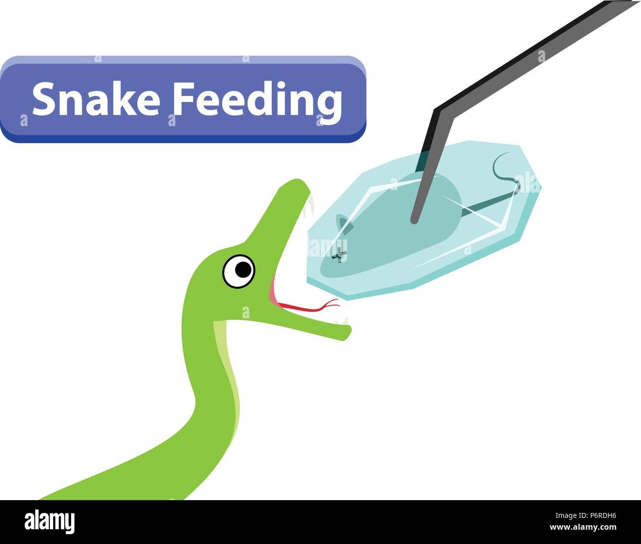 Rat snake eating Stock Vector Images - Alamy