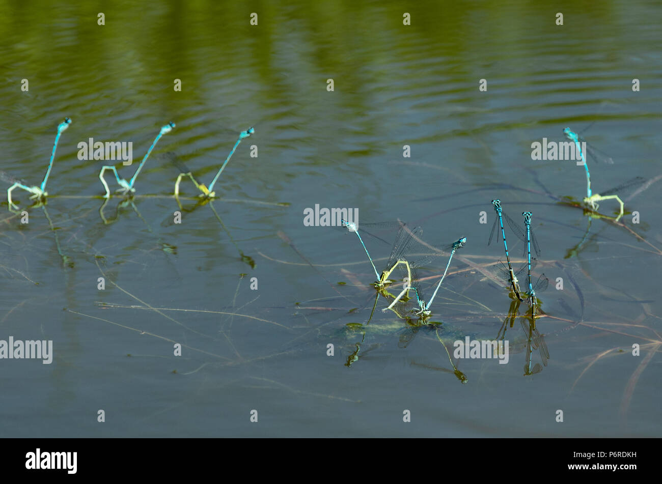 Mating season dragonflies hi-res stock photography and images - Alamy