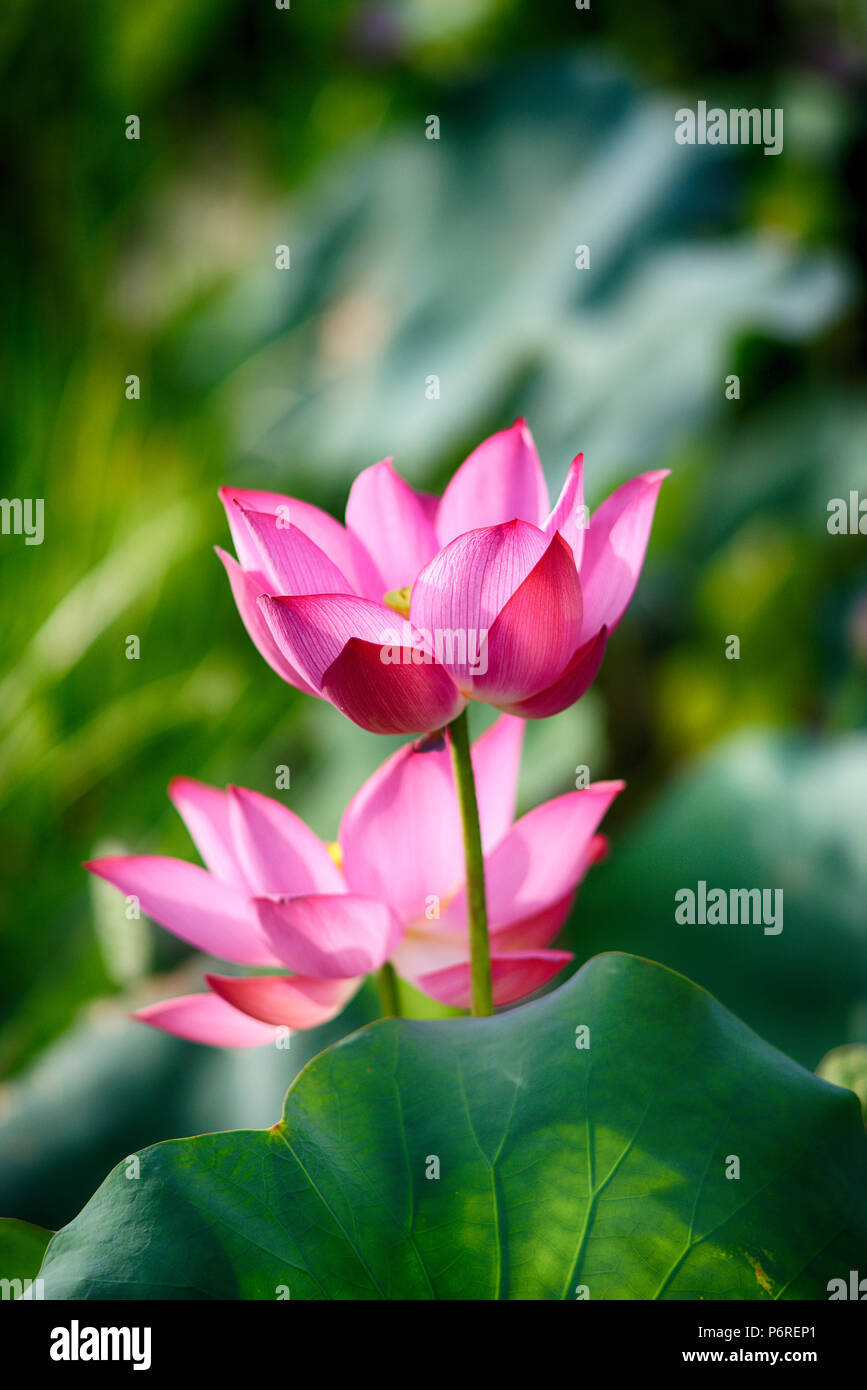 Lotuses hi-res stock photography and images - Alamy