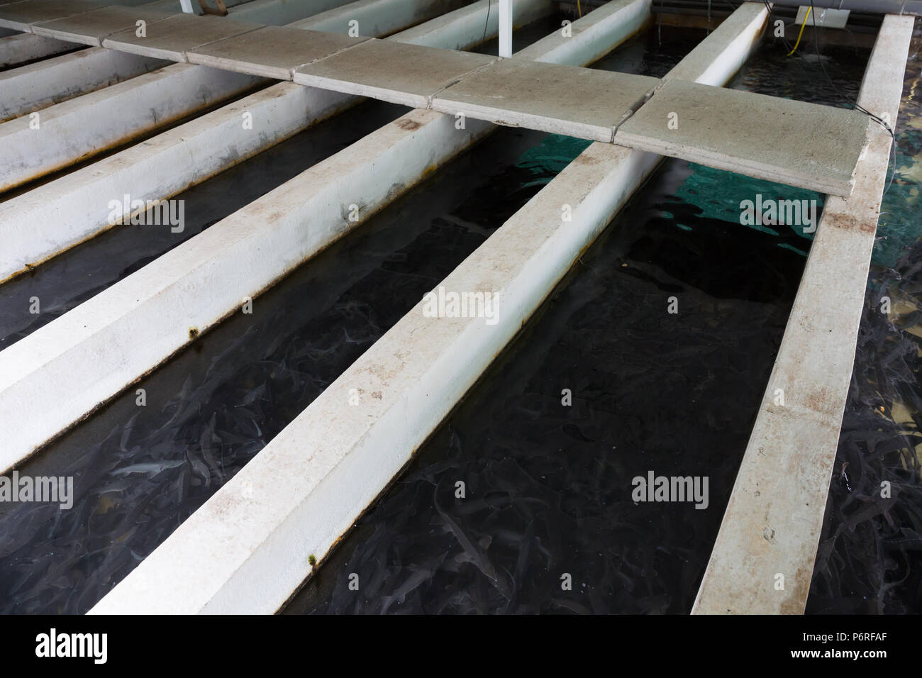 Rectangular fish tanks with swimming sturgeon on farm Stock Photo - Alamy