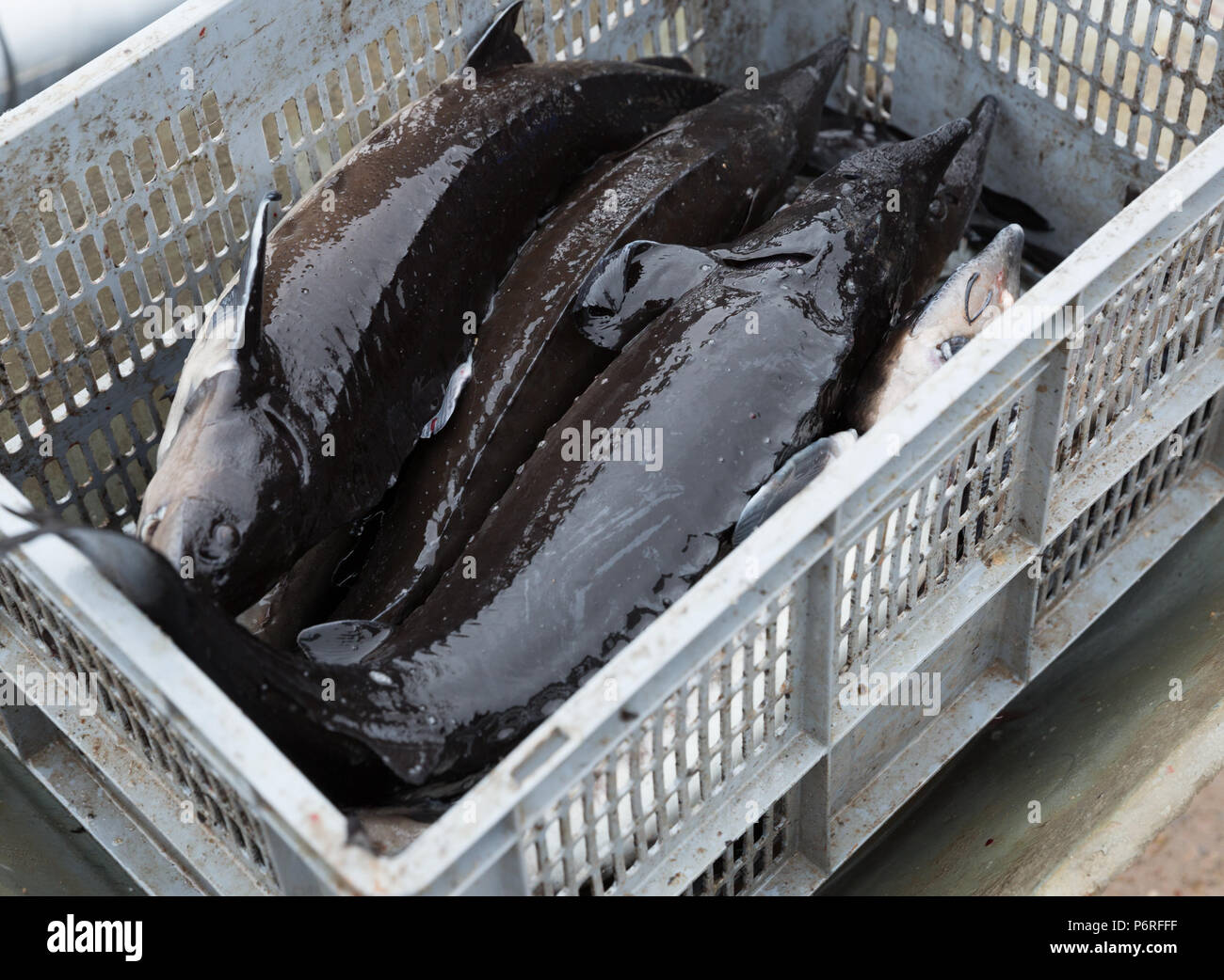 Whole fresh sturgeon fish in plastic box on fish farm Stock Photo - Alamy