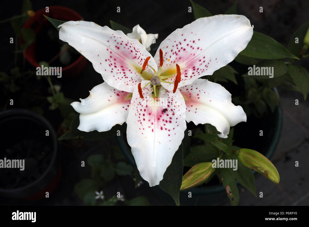 Three lobed stigma hi-res stock photography and images - Alamy