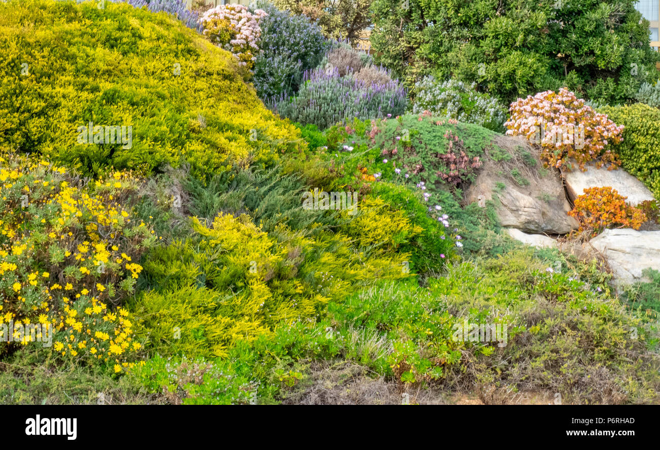 Australian native shrubs hi-res stock photography and images - Alamy