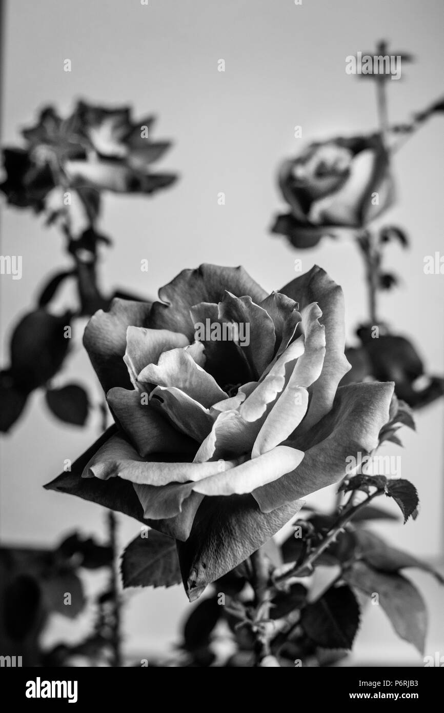 Blooming white rose in Black and White Stock Photos & Images - Alamy