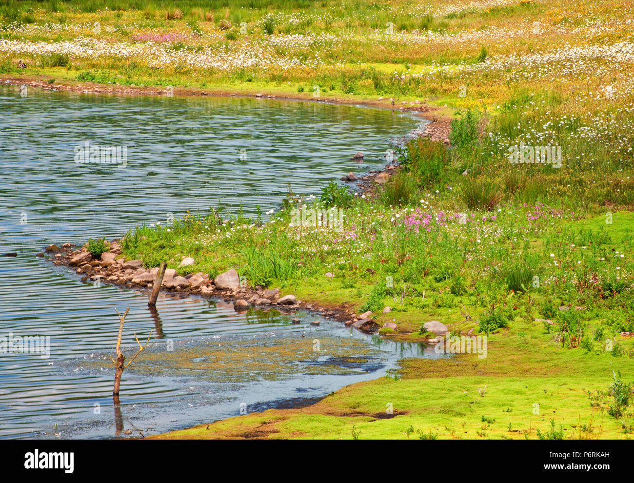 Wild flowers by the pond at Brockholes Nature Reserve, Preston Stock ...