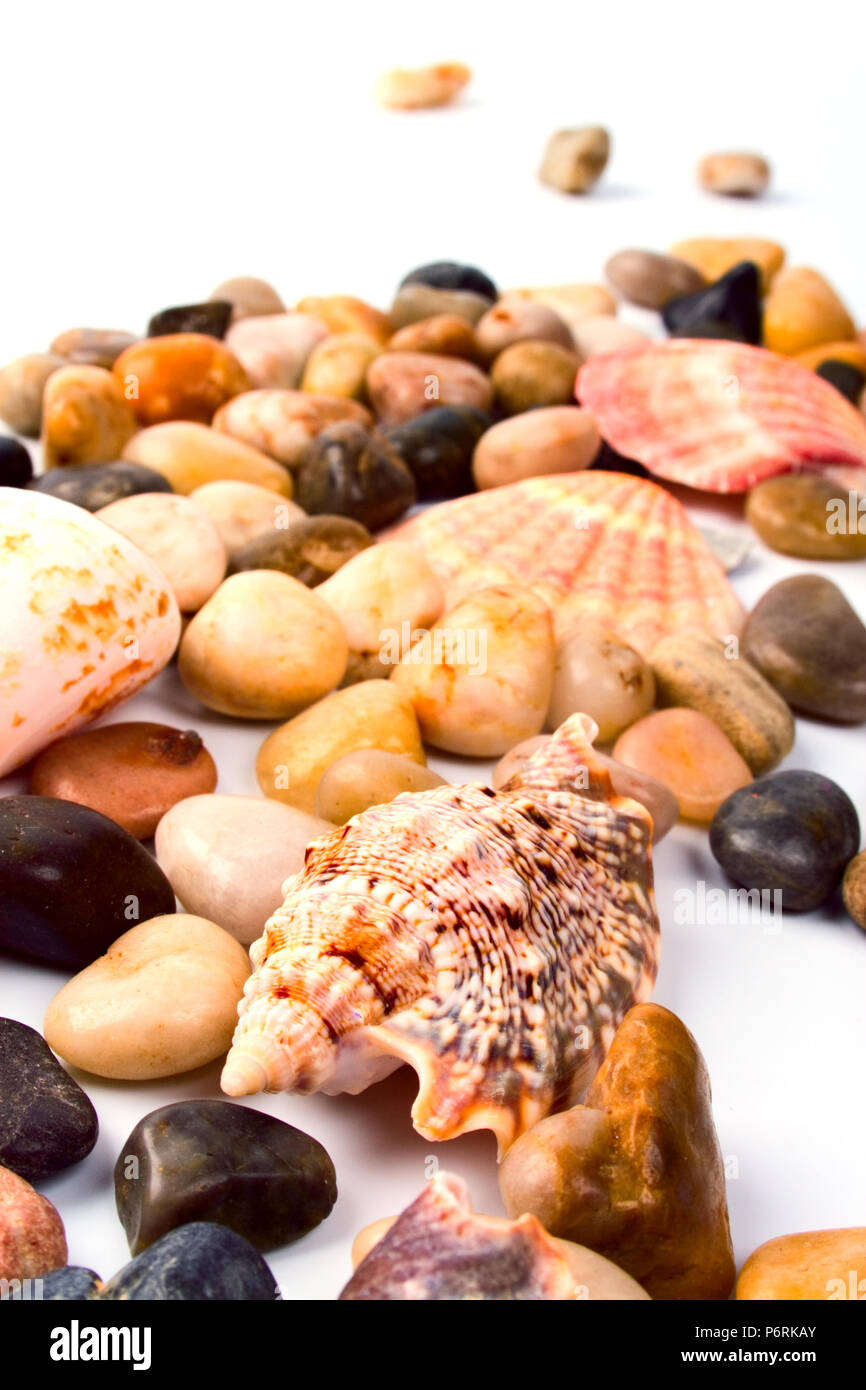 sea shells and pebble beach collection Stock Photo - Alamy