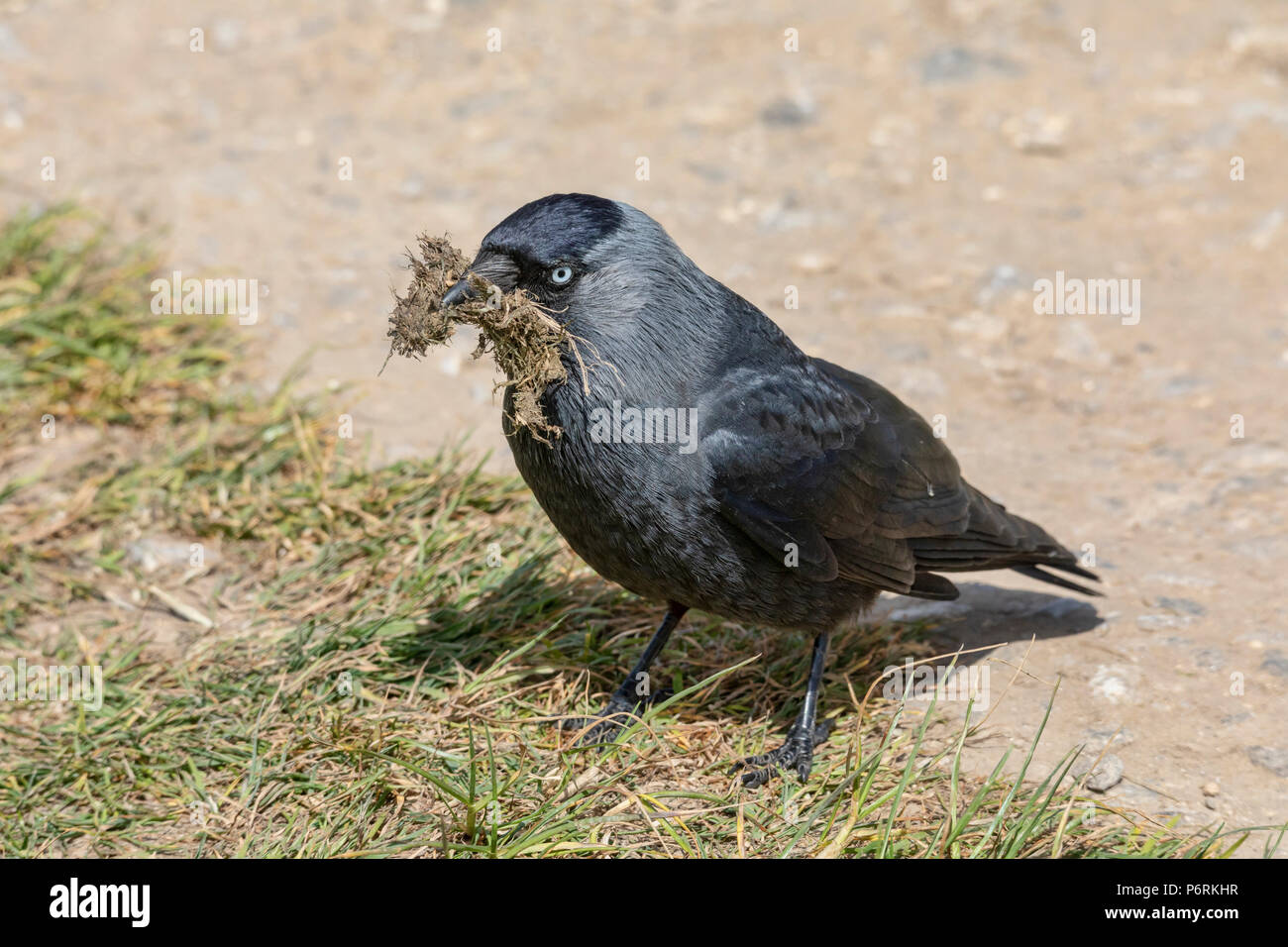 Single Jackdaw on ground gathering material for nest building Stock ...