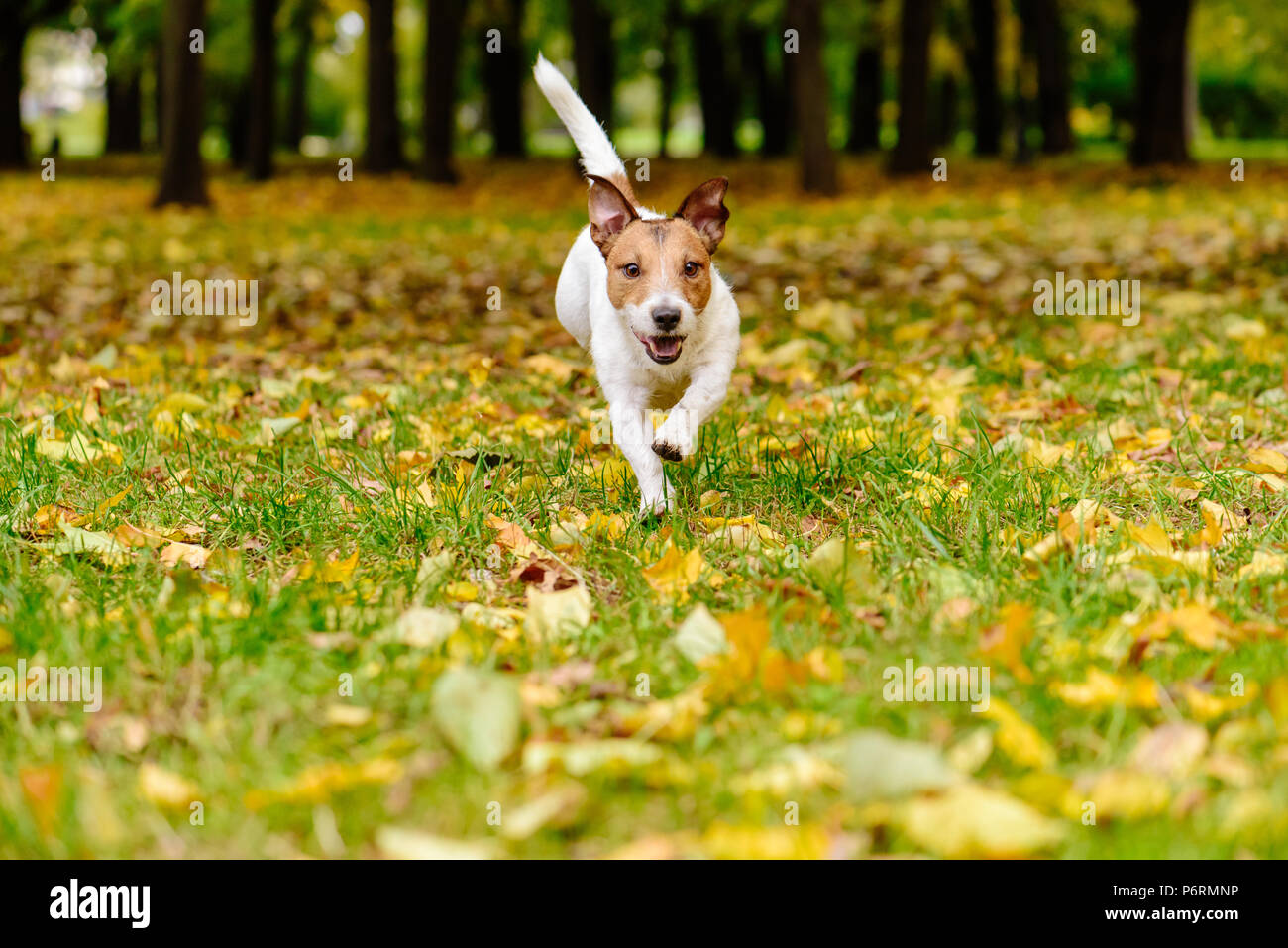 Colorful fall with dog hi-res stock photography and images - Alamy