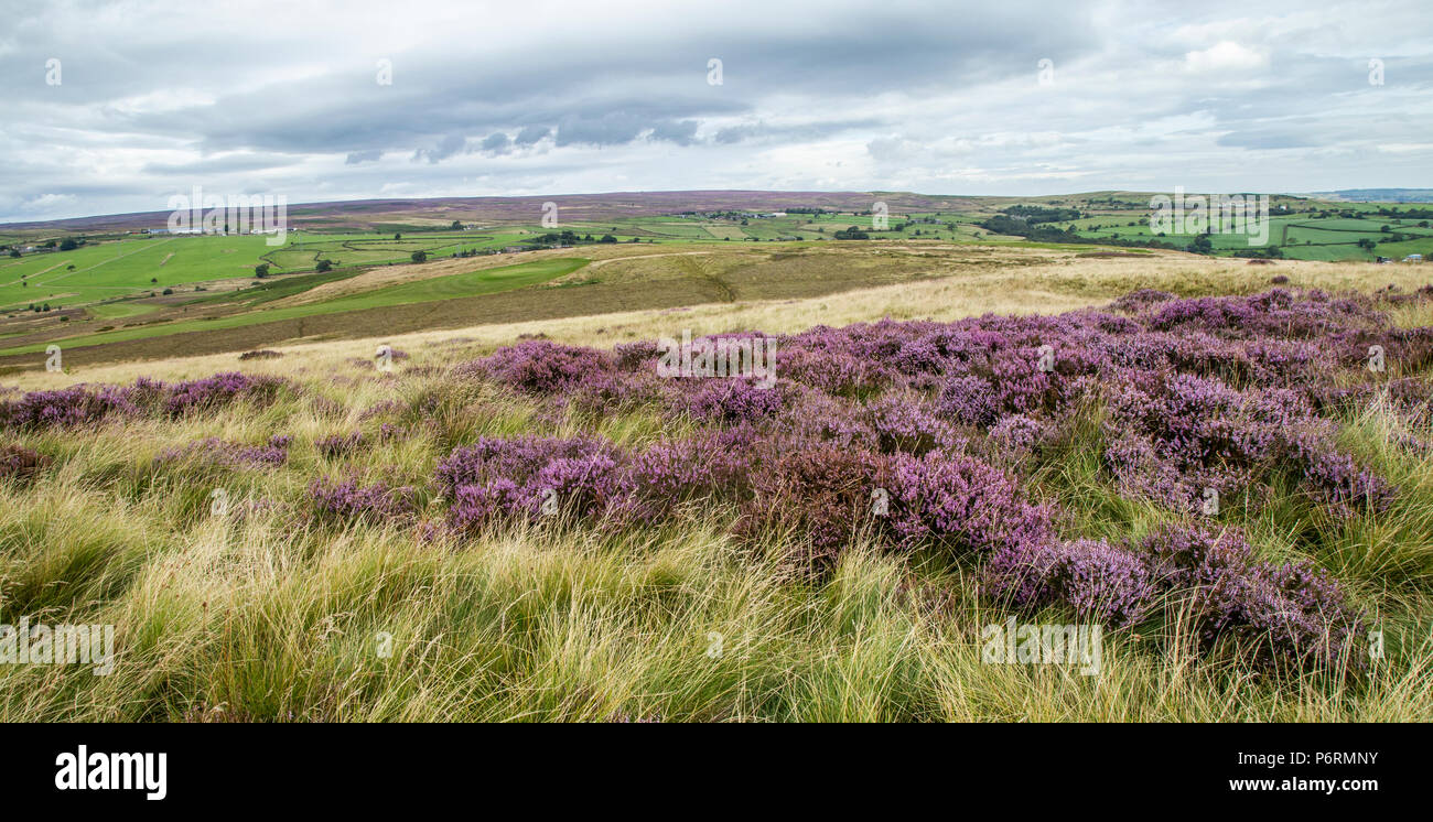 Purple heather moorland moor hi-res stock photography and images - Alamy