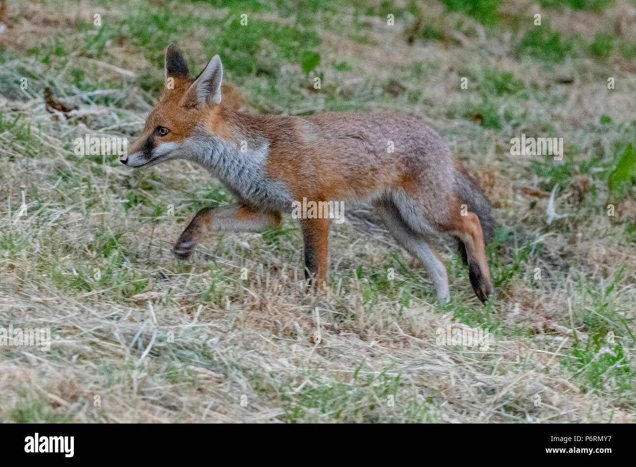 A close up on a young fox (UK Stock Photo - Alamy