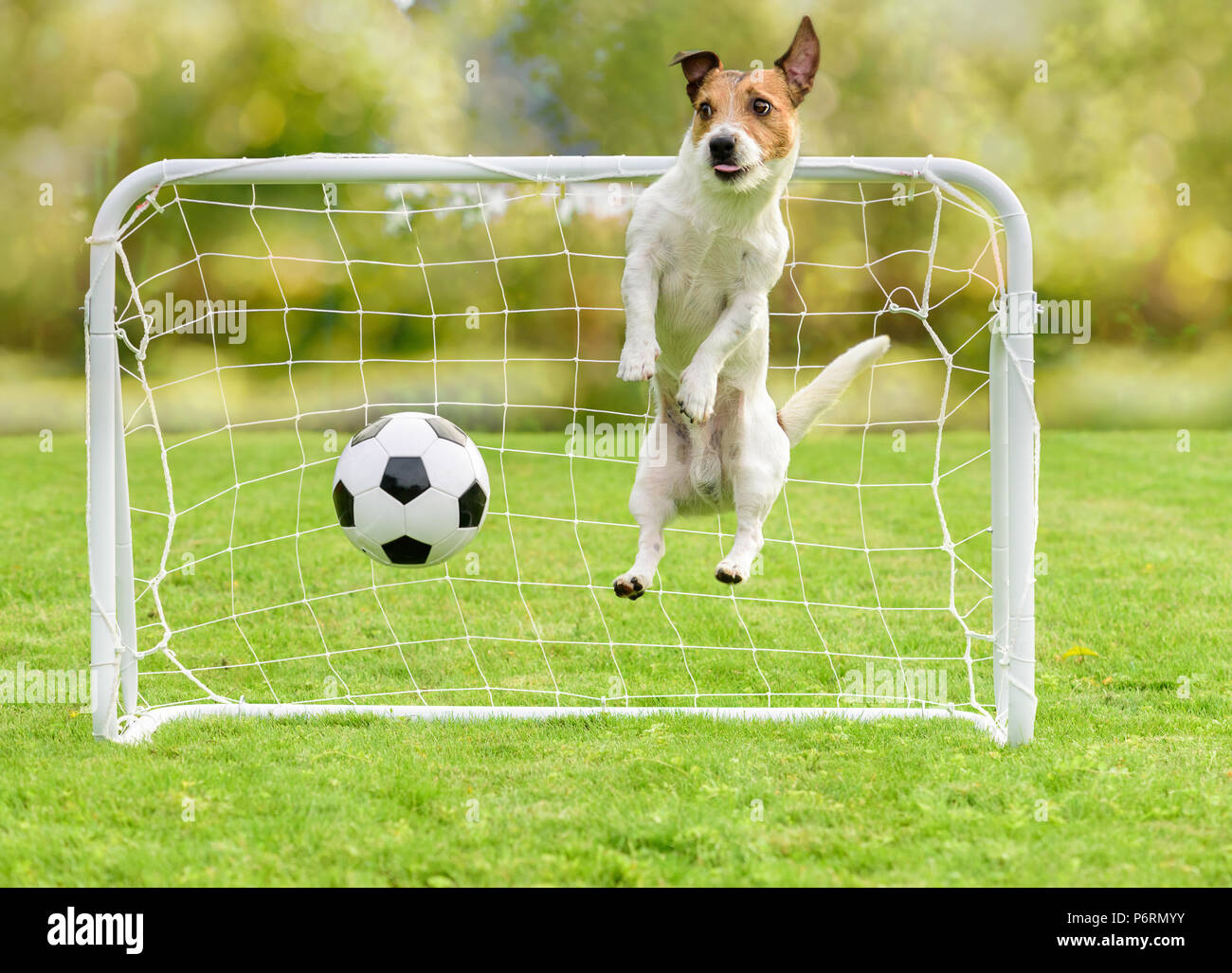 Upset dog hi-res stock photography and images - Alamy