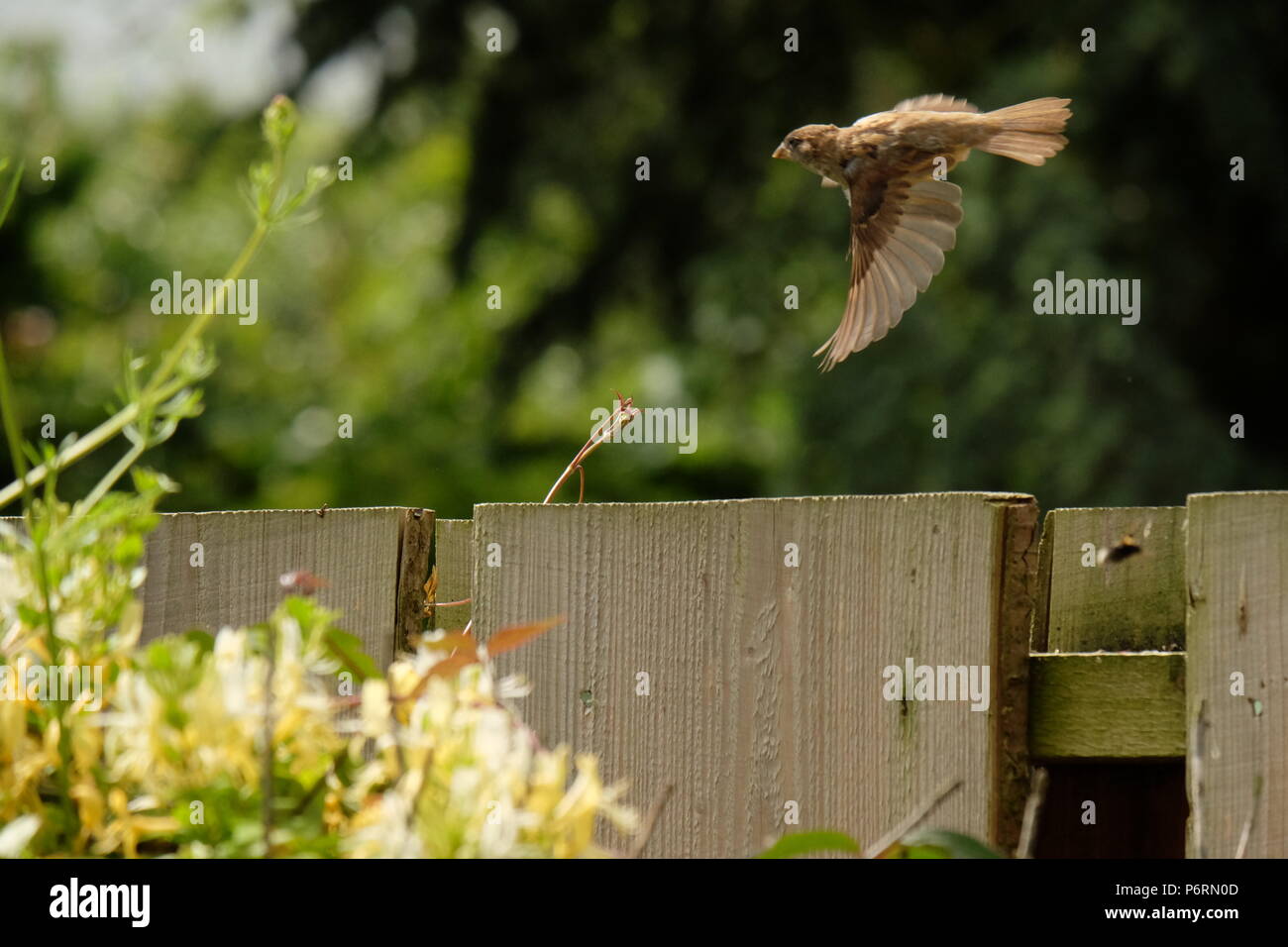 Sparrow Flying High Resolution Stock Photography and Images - Alamy