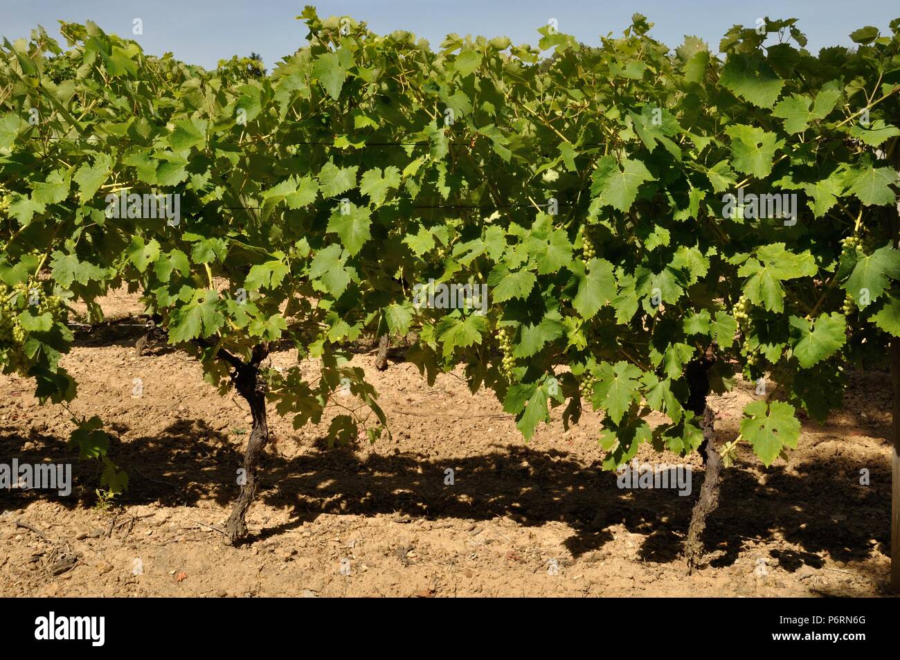 Cognac france countryside hi-res stock photography and images - Alamy