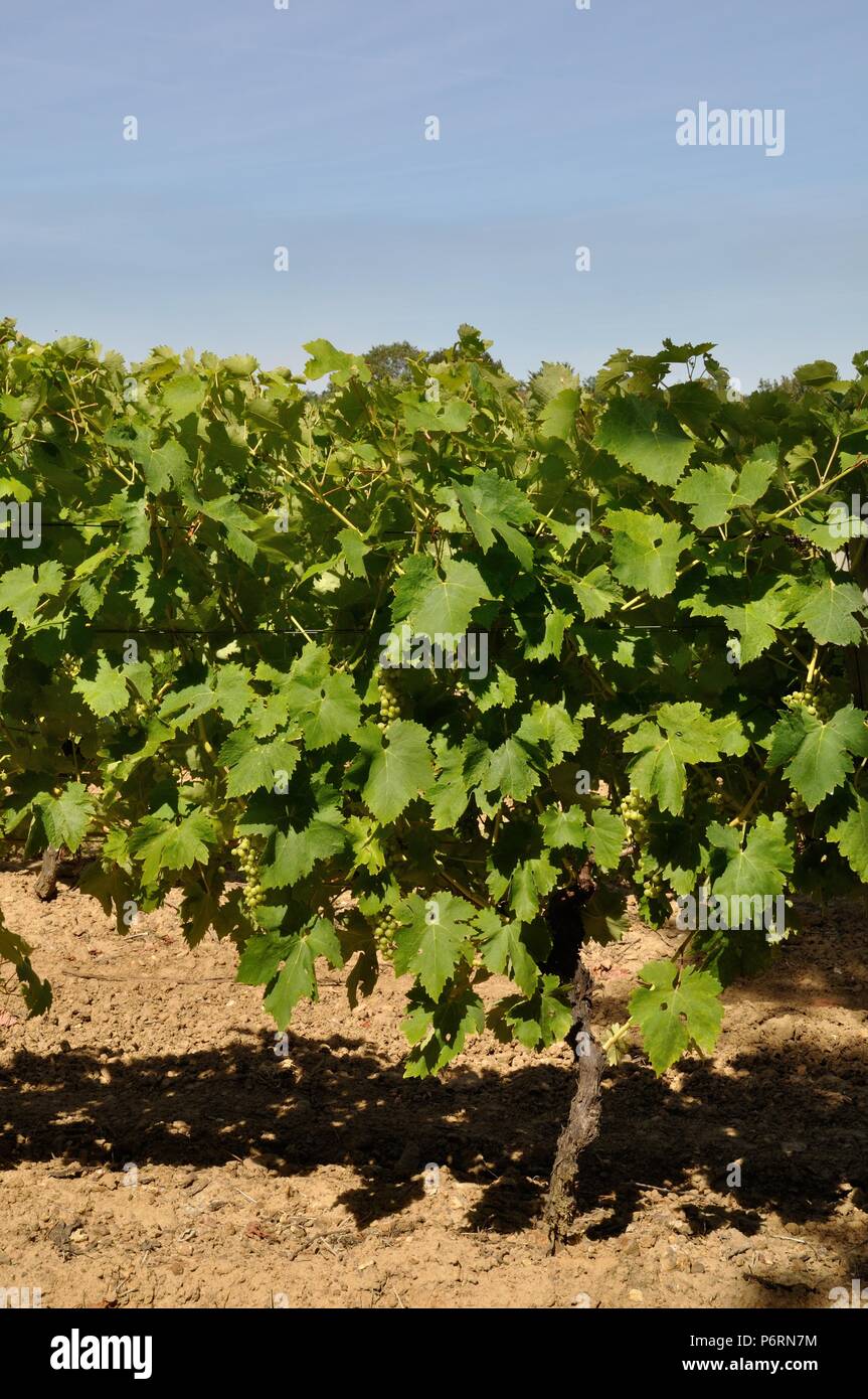 Cognac france countryside hi-res stock photography and images - Alamy