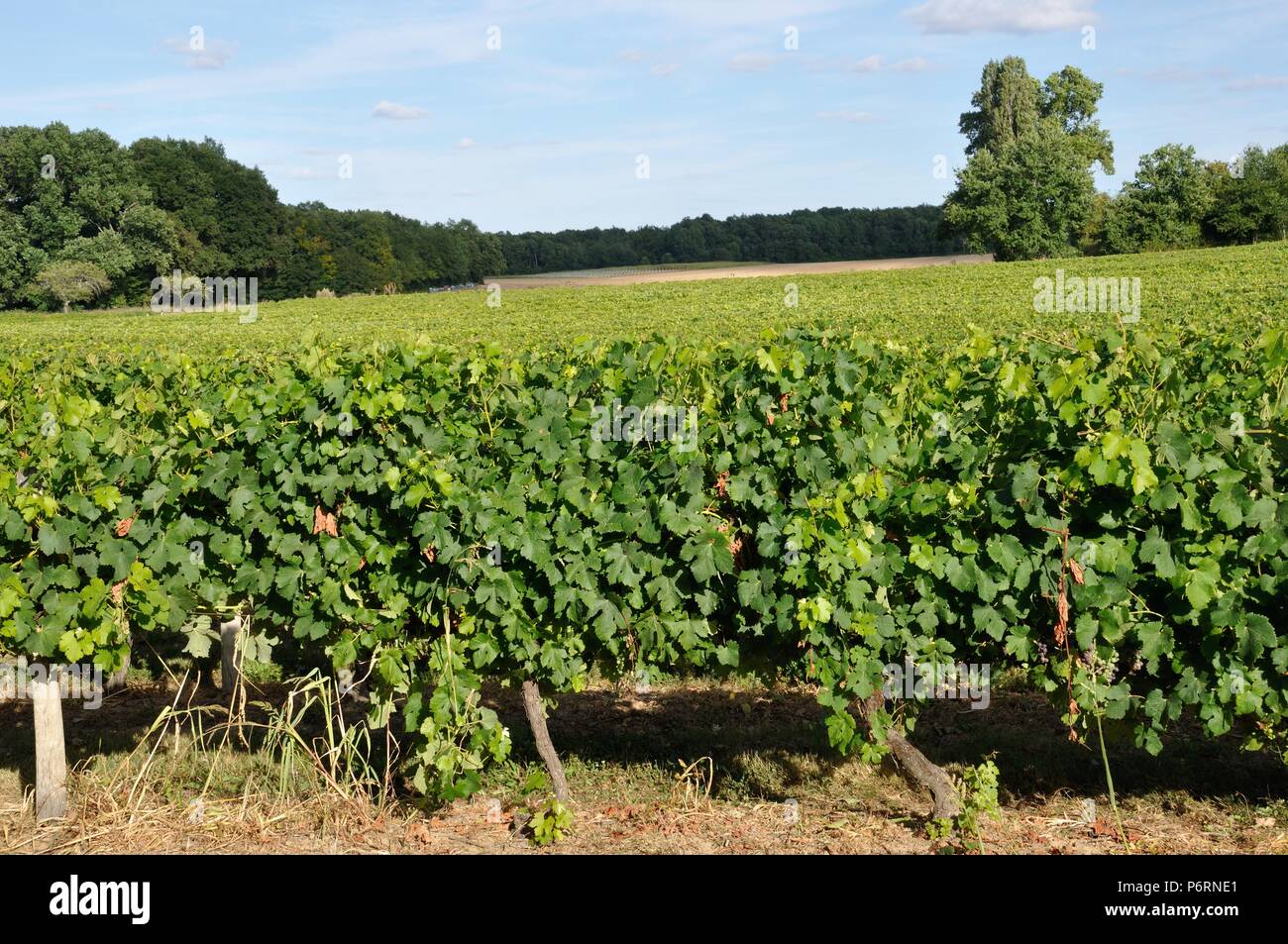 Cognac france countryside hi-res stock photography and images - Alamy