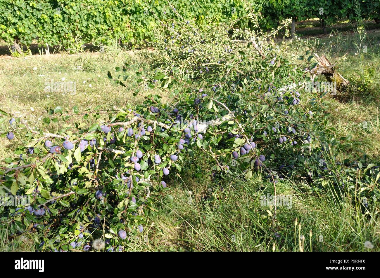 fallen plum tree Stock Photo - Alamy