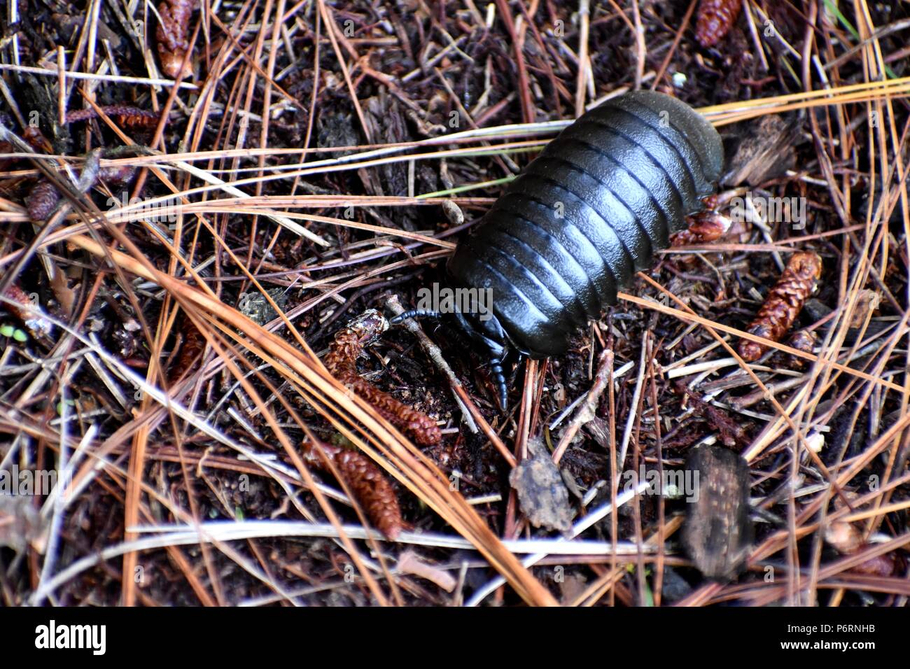 Armadillo Bug Stock Photos & Armadillo Bug Stock Images - Alamy