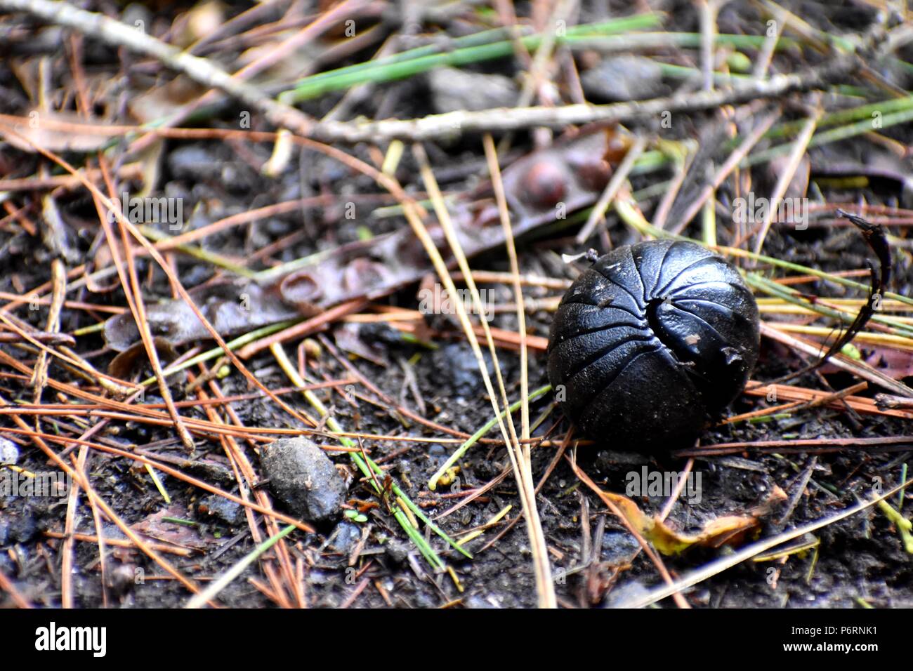 pill bug rolled up Stock Photo - Alamy