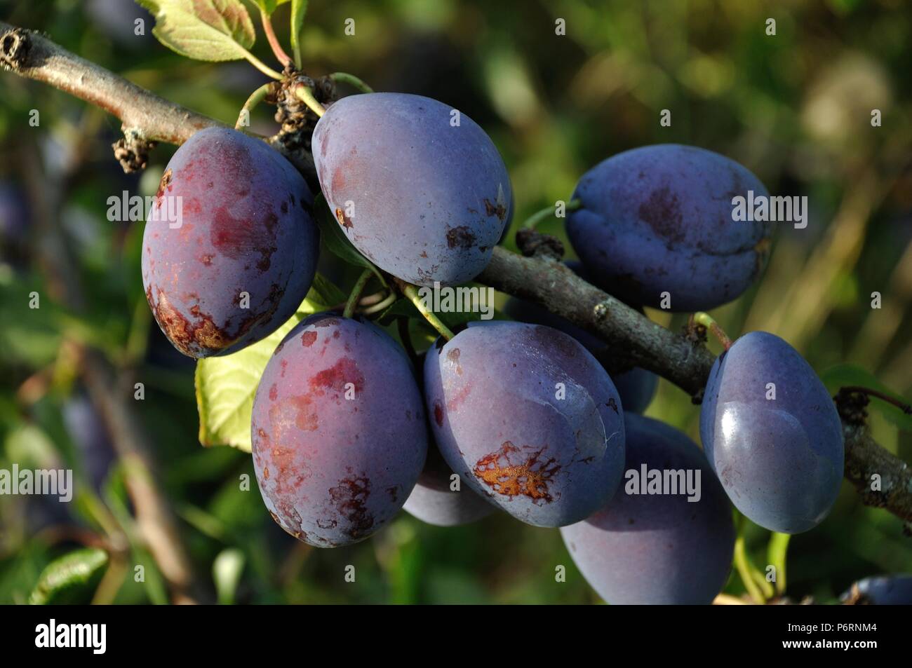 Plums on a branch Stock Photo - Alamy